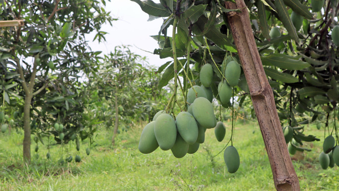 বাংলাদেশ থেকে ৫০ টন আম নেবে রাশিয়া - eidineisomoy.com